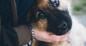 5 prijaznih in zaščitniških pasem | Moj Dino