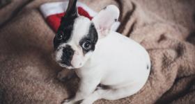 7 pasem primernih za stanovanje | Moj Dino